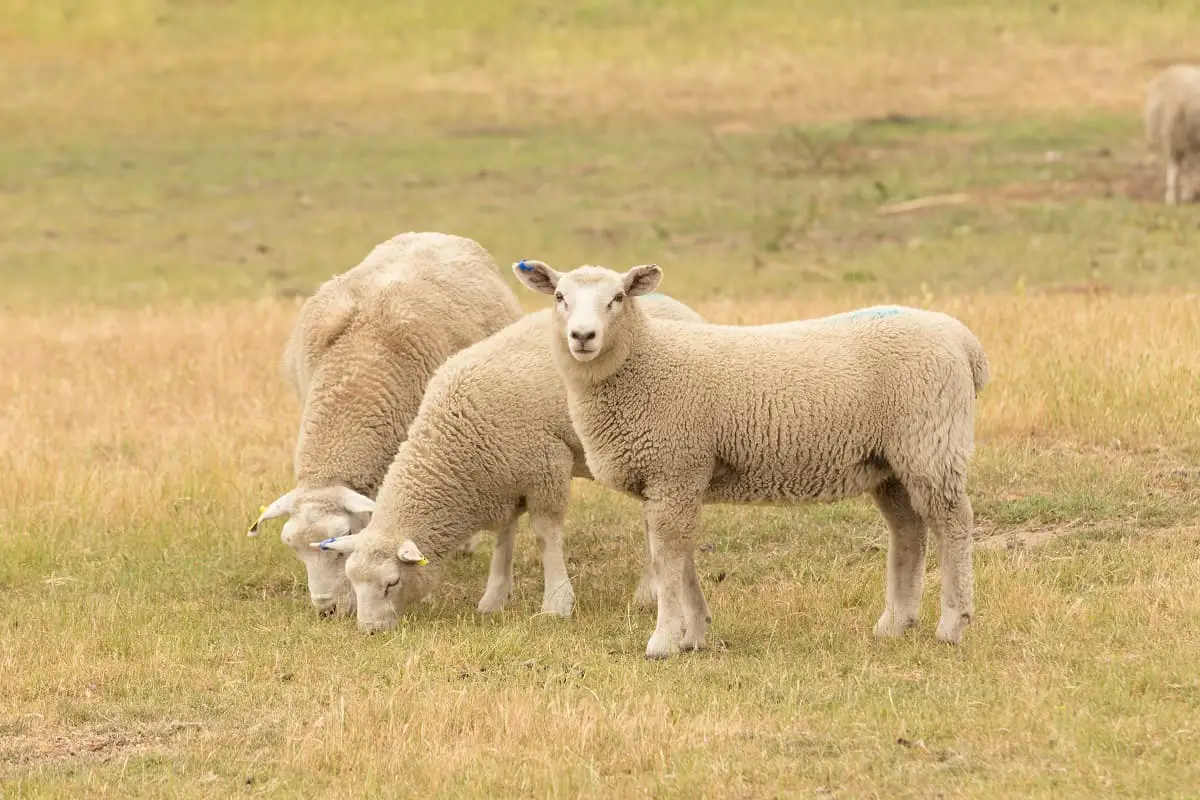 Best Feed to Fatten Lambs - Agriculture Site