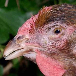 Common Chicken Eye Problems – Agriculture Site