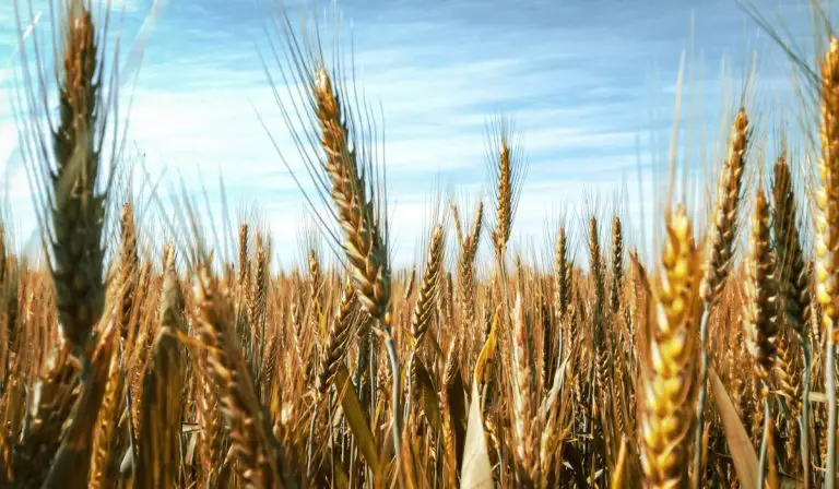Farming Cereal Crops – Agriculture Site