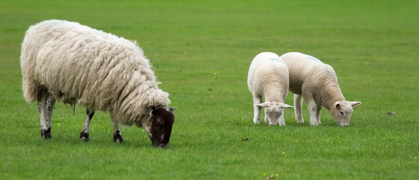 Sheep Per Acre In Rotational Grazing – Agriculture Site