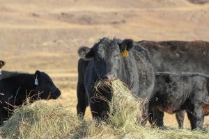 Types of Cattle Feed – Agriculture Site