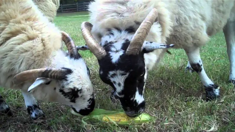 Best Grains for Sheep - Agriculture Site