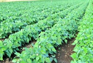 Sugar Beans Farming - Agriculture Site