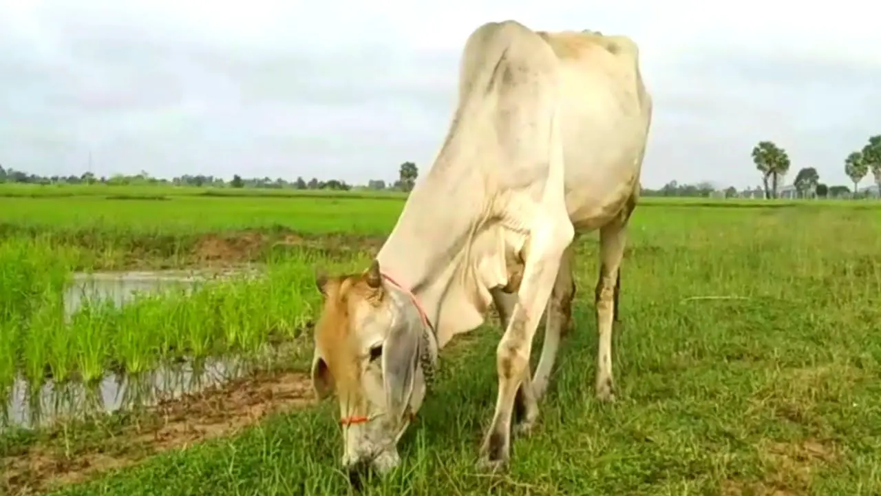 Can Cows Eat Rice? - Agriculture Site