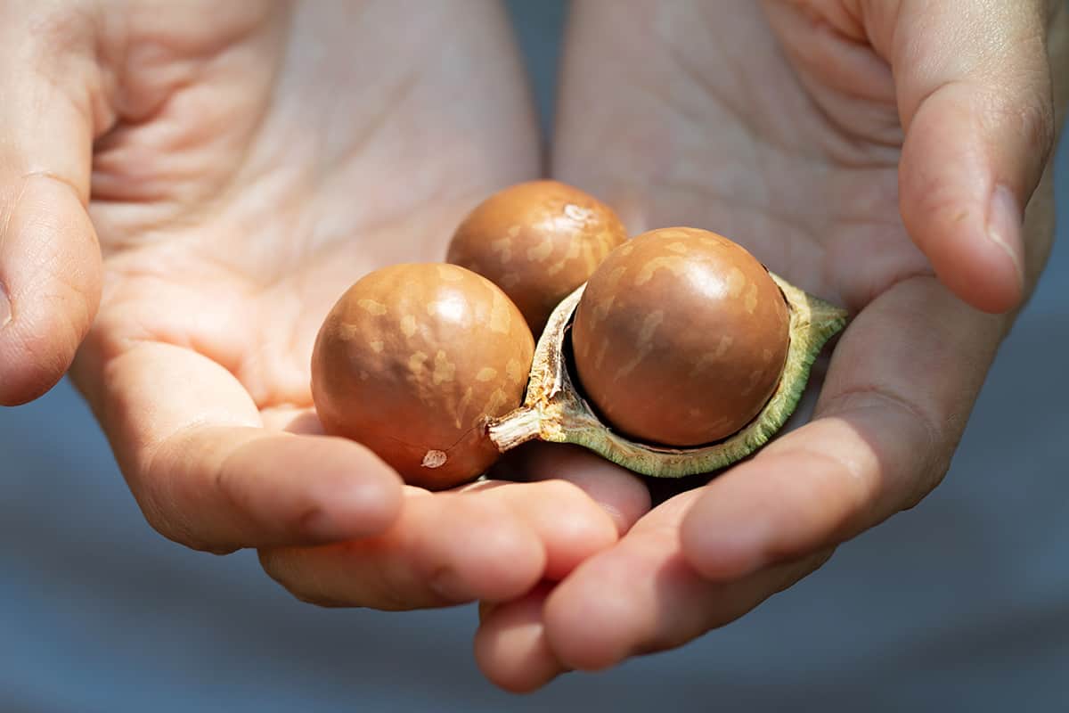 Harvesting Macadamia Nuts – Agriculture Site