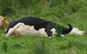 Home Remedies For Bloating Cattle – Agriculture Site
