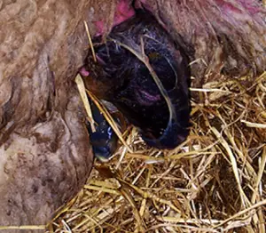 Ring Womb In Sheep - Agriculture Site