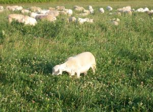 Can Sheep Eat Clover? - Agriculture Site