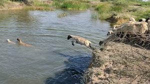 Can Sheep Swim? – Agriculture Site