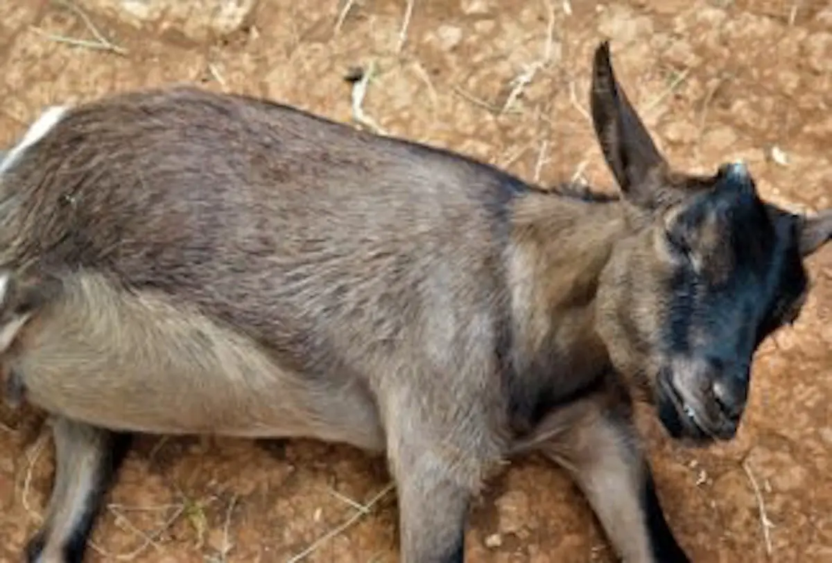 Treatment Of Bloat In Goats – Agriculture Site