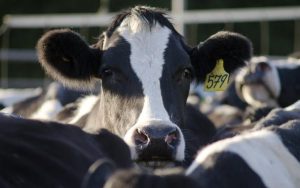 Can Cows See Color? – Agriculture Site